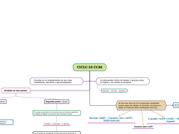 CICLO DE CORI - Mind Map